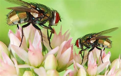 Mosche Che Fastidio Freezanz