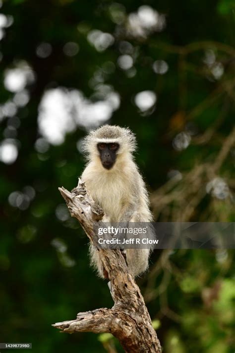 Wild Vervet Monkey Sitting Alone On A Dead Tree On Photo Safari High