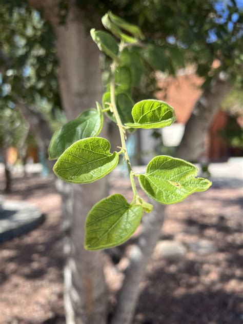 Netleaf Hackberry · Tucson Clean And Beautiful