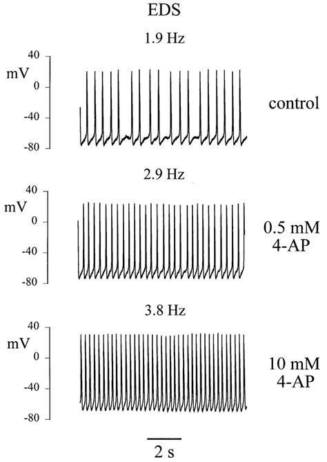Effect Of 4 Ap On Action Potential Frequency And Resting Membrane