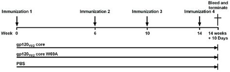 Guinea Pig Immunization Protocol Groups Of Six Guinea Pigs Were