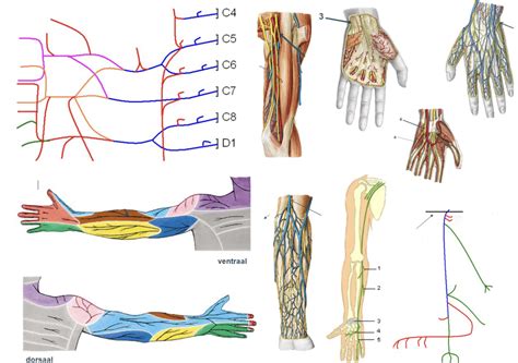Diagram Nervi Cervicales Rami Ventralis Plexus Brachialis