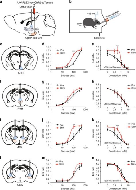 Hypothalamic Neuronal Circuits Regulating Hunger Induced Taste Modification Pmc