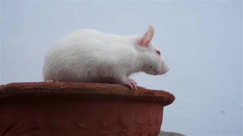 White Laboratory Mouse Mus Musculus Crawling On A Clay Pot Uttarakhand India Stock Video