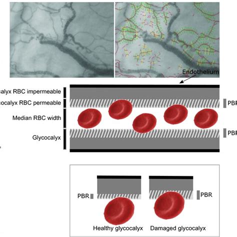 A Perfused Boundary Region Pbr Of The Sublingual Microvasculature