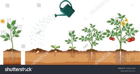 Tomato Plant Growth Stages Vector Illustration Stock Vector Royalty