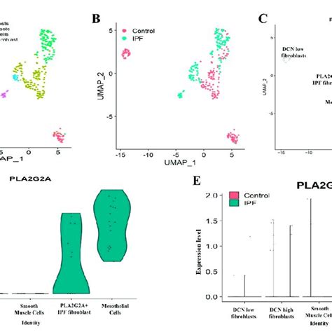 Analyzing Expression Of Pla2g10 And Pla2g3 In Epithelial Cells A Umap
