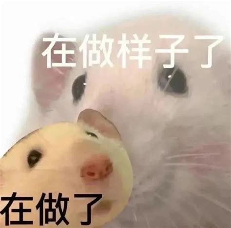 可爱仓鼠表情包，配文 在做样子了” 在做了”超有趣 实用聊天表情包表情包图片动图 求表情网斗图从此不求人