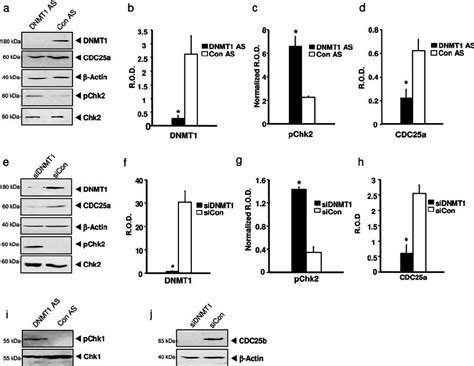 Dnmt1 Knockdown Activates A Cellular Response Utilizing Components Of Download Scientific