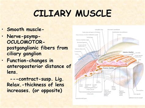Ppt Anatomy Of The Eyeball Structures And Functions Powerpoint