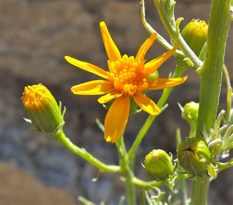 Threadleaf Ragwort Photos Page 1