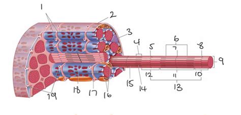 Skeletal Muscle Fiber Flashcards Quizlet Skeletal Muscle Fiber Flashcards Quizlet