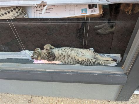 A New Iconic City Cat Rrva