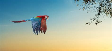 Ilr Language Test Parrot