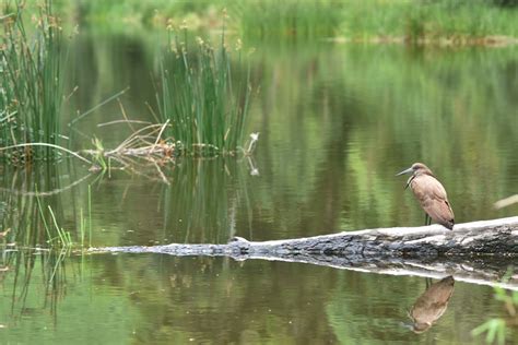 It Is Unclear How Wetland Ecosystems At High Elevations In The Virunga
