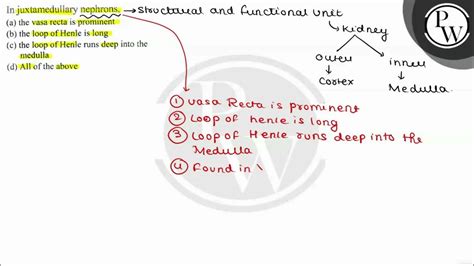 In Juxtamedullary Nephrons A The Vasa Recta Is Prominent B The Loop Of Henle Is Long C Th