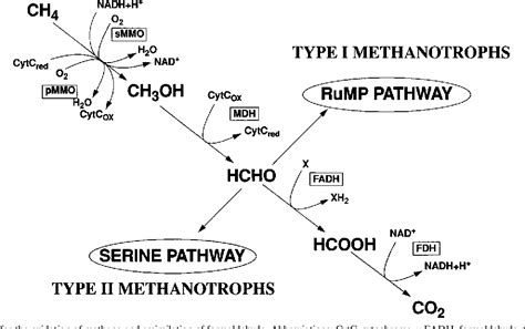 Figure 1 From Methanotrophic Bacteria Semantic Scholar