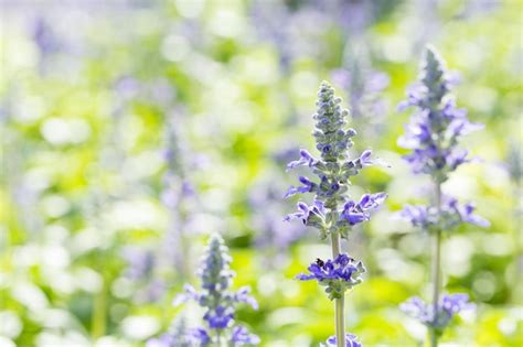 Premium Photo Lavander Flowers In The Field