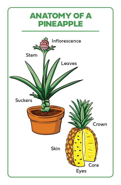 Types Of Pineapple Pineapple Facts The Table By Harry And David