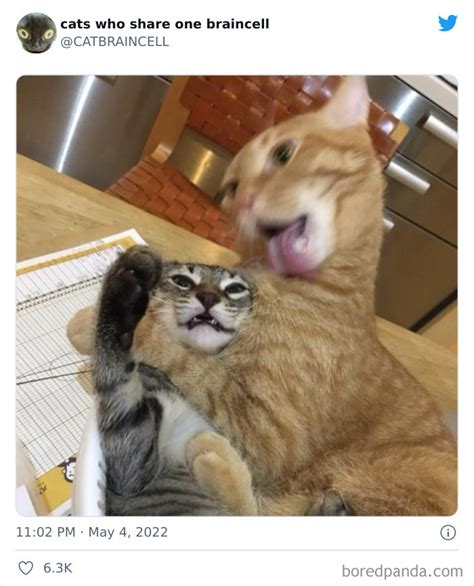 “cats Who Share One Braincell” 50 Times Cats Acted So Dorky Their