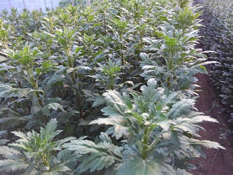 夏菊 芽摘み Wakasugi Hananouen ページ！