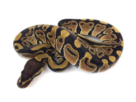 Normal Ball Python Traits Morphpedia Ball Python Ball Python Normal Ball Python Traits Morphpedia Ball Python Ball Python
