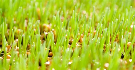 How To Grow Wheatgrass The Complete Guide
