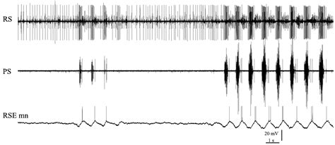 During Fictive Locomotion Graded Synaptic Currents Drive Bursts Of Impulses In Swimmeret Motor