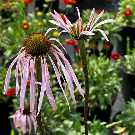 Echinacea Simulata Glade Coneflower From Pleasant Run Nursery