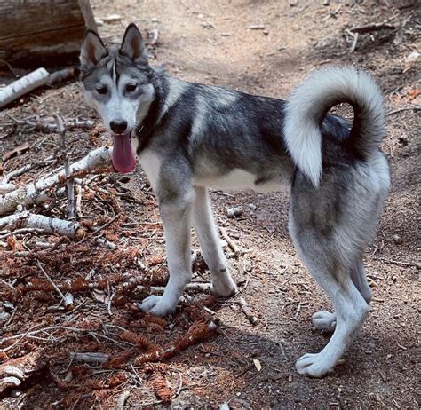 Husky Tails Simple Guide Position Meanings Pictures