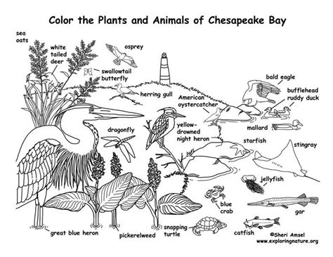 Chesapeake Bay Labeled Coloring Page Chesapeake Bay