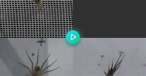 High Speed Footage Of Spider Gliding  On Imgur