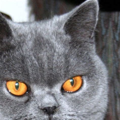 The Sex Change Operation For Cats The Protojournalist NPR