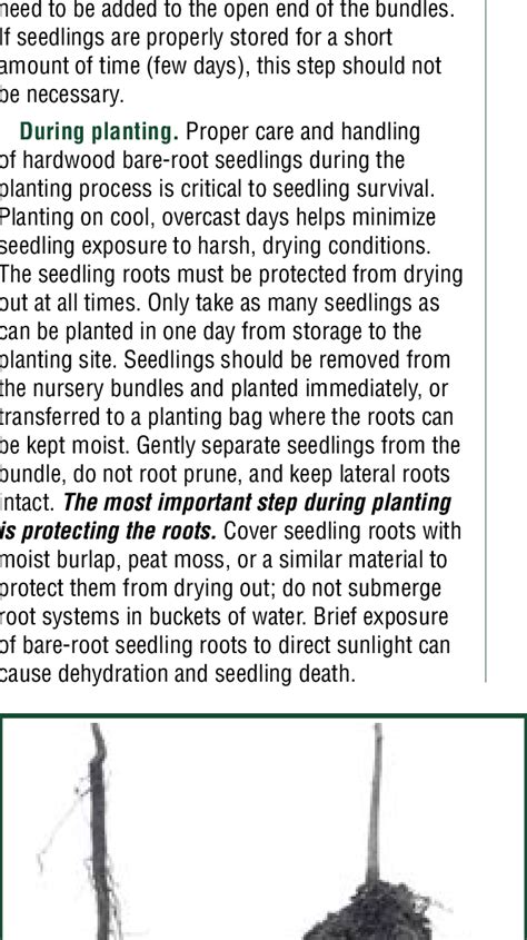 One Year Old Air Root Pruned Liner Rpm™ Containerized Stock Right Download Scientific
