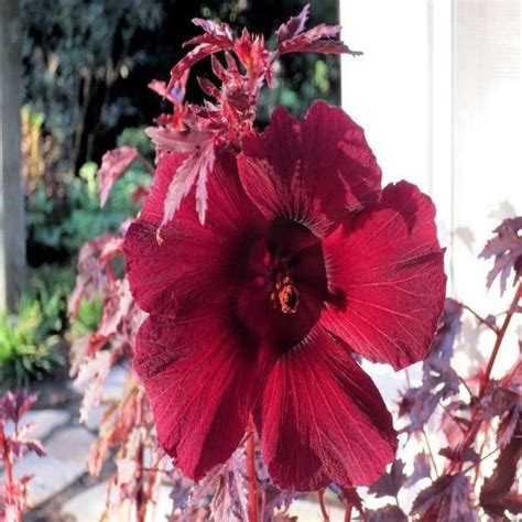 Hibiscus Splendor Mahogany 10 Seeds Flower Seeds Hibiscus Plant