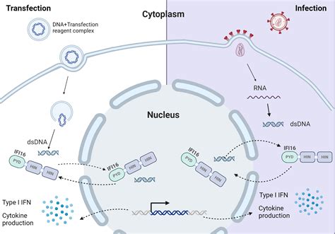 Ifi16 Antiviral Activity And Sensing Transfection Vs Infection