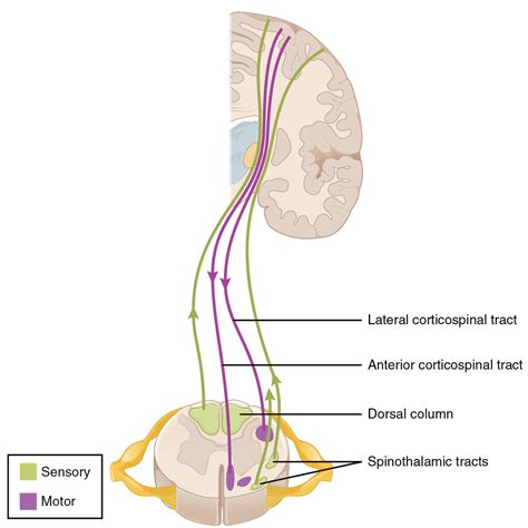 Spinal Cord Anatomy Tracts