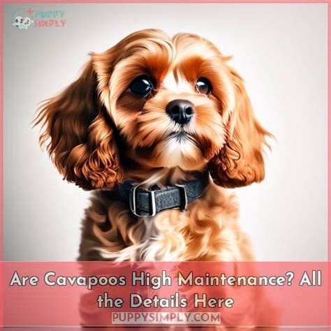 Are Cavapoos High Maintenance All The Details Here