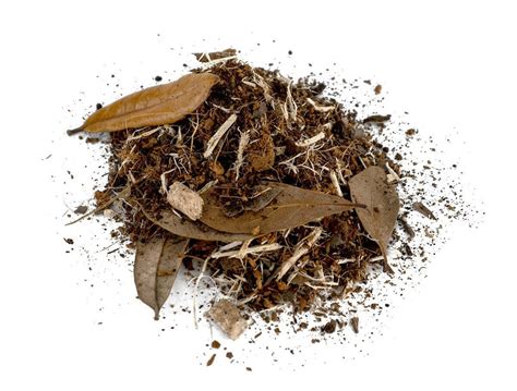 Calcium Enriched Isopod Substrate Stargazer Exotics