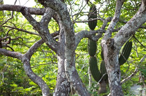 Palo Santo Tree The Sacred Wood Of Healing Spirituality And Aromati