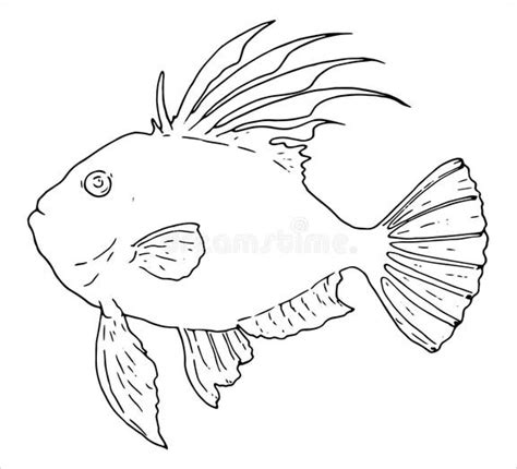 Dory Vector Fish Stock Illustrations 250 Dory Vector Fish Stock