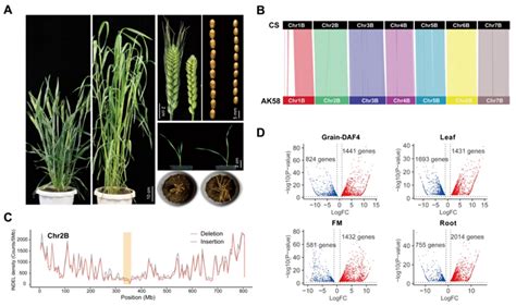 Genomic Basis For Genetic Improvement Of Polyploid Crops Lifeasible