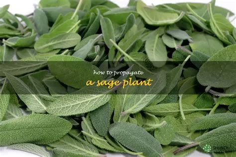 Grow Your Sage Plant A Step By Step Guide To Propagation Shuncy