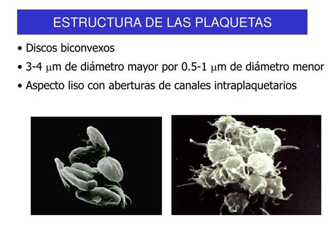 Ppt Fisiologia Plaquetaria Powerpoint Presentation Free Download