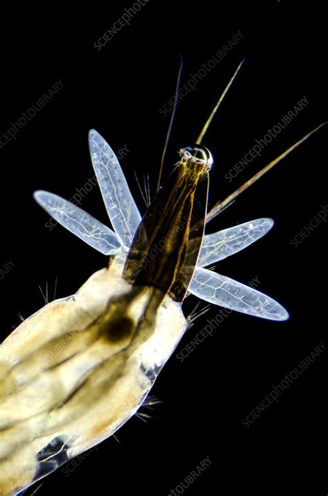 Tiger Mosquito Larva A Albopictus Lm Stock Image C030 4976