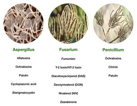 Biofeed Technology Aquaculture Health And Nutrition Challenges