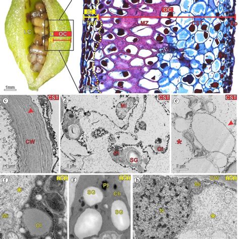 Mature Globoid Bivalve Shaped Galls With Lopesia Sp Larva