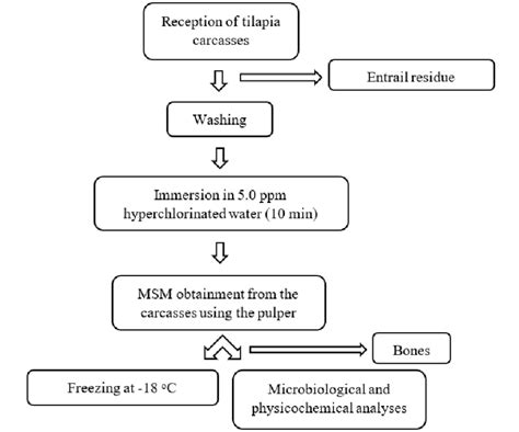 Flowchart Concerning Msm Production From Discarded Tilapia Carcasses