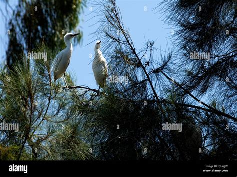 Two Egrets Ardea Alba Perched On A Tree In Sydney Nsw Australia