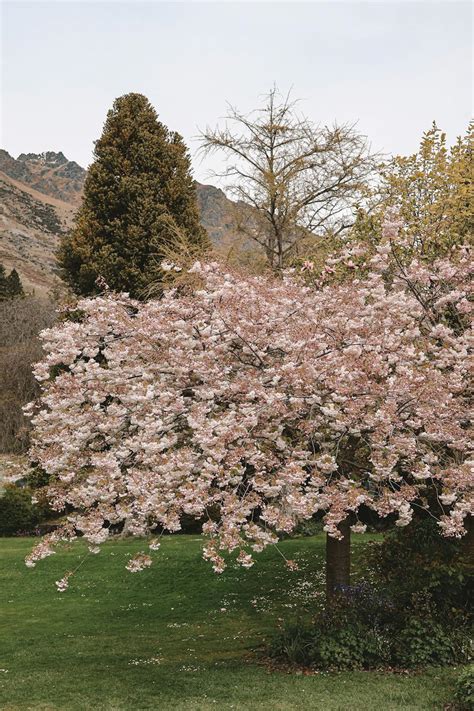 4k 자연 Alpine Lake 개화 경치 경치가 좋은 계절 고요한 고요한 환경 공원 그림 같은 꽃 꽃 나무 꽃이 만개한 꽃이 피는 나무 나뭇잎